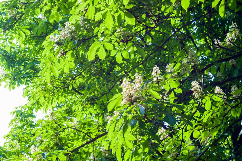 Flowering Branches of Chestnut Castanea Sativa Tree, and Bright Blue ...