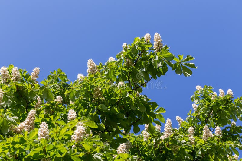Flowering Branches of Chestnut Tree Stock Photo - Image of castanea ...