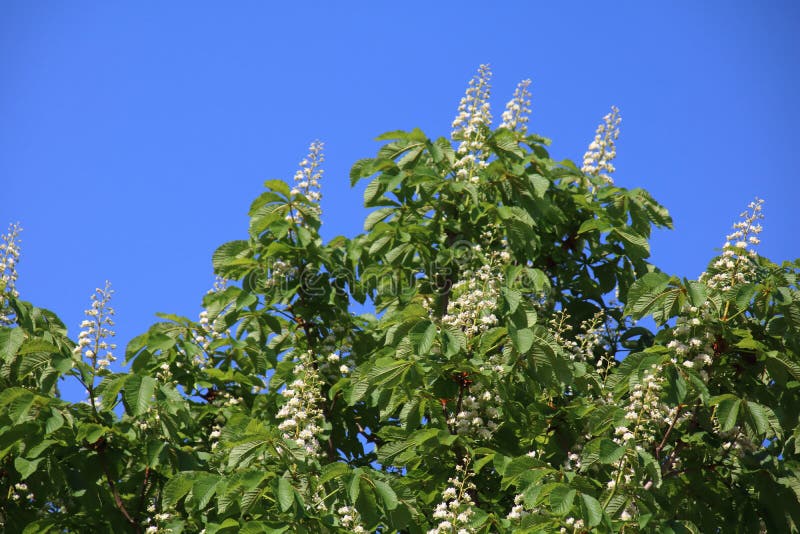 Flowering Branches of Chestnut Tree Stock Image - Image of blossom ...