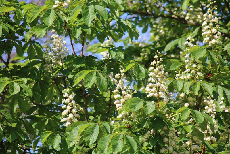 Flowering Branches of Chestnut Tree Stock Image - Image of garden ...