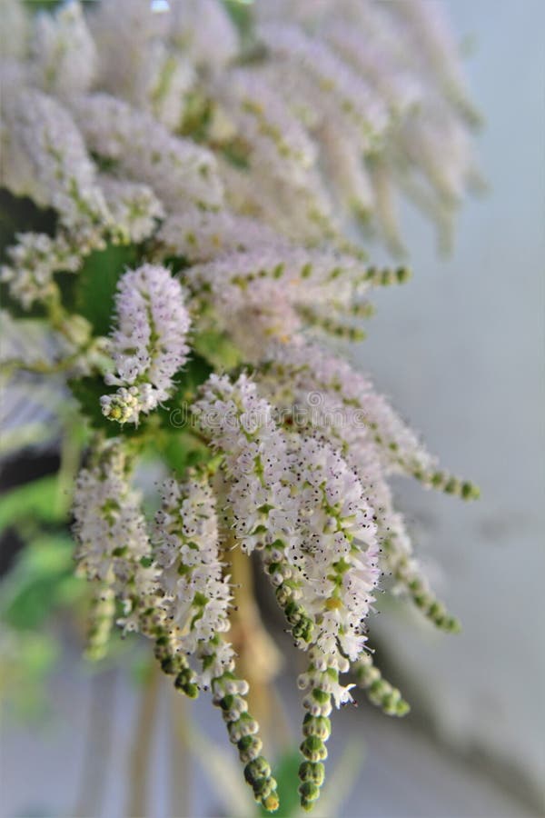 Commiphora myrrha tree stock image. Image of commiphora - 33037819