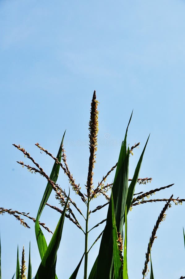 Flowering Branches of Corn. Corn on a Background of Blue Sky Stock ...