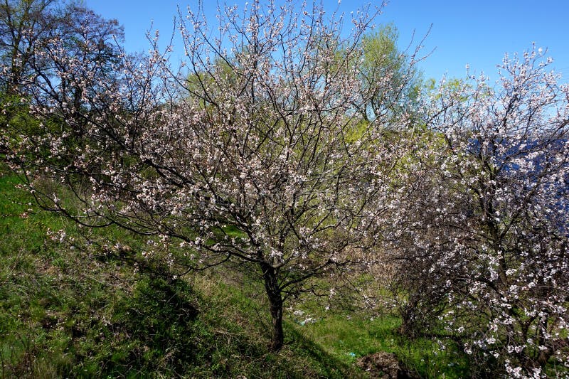 Flowering Branches of Fruit Tree Against in the Garden on the Hill ...