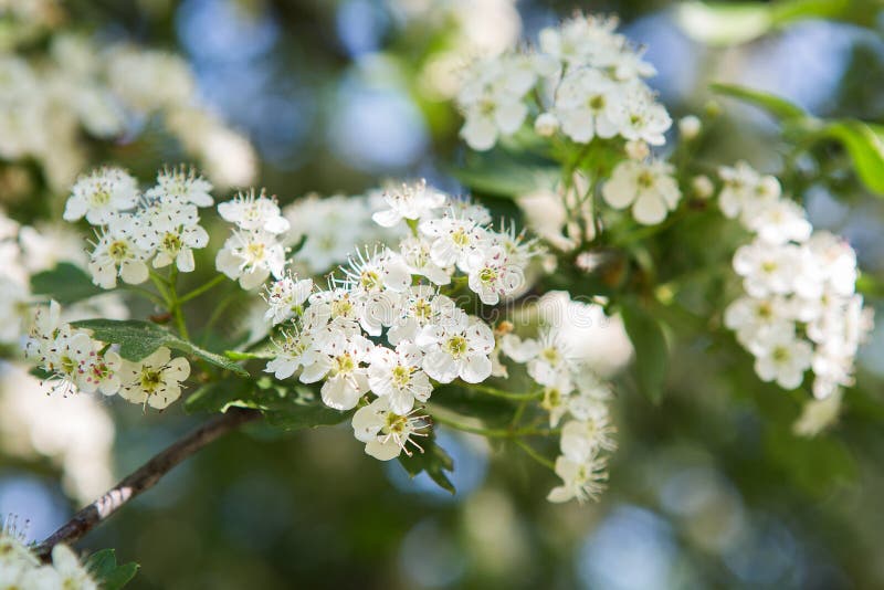 Flowering Branches of Hawthorn. the First Spring Greens, Bokeh, Spring ...