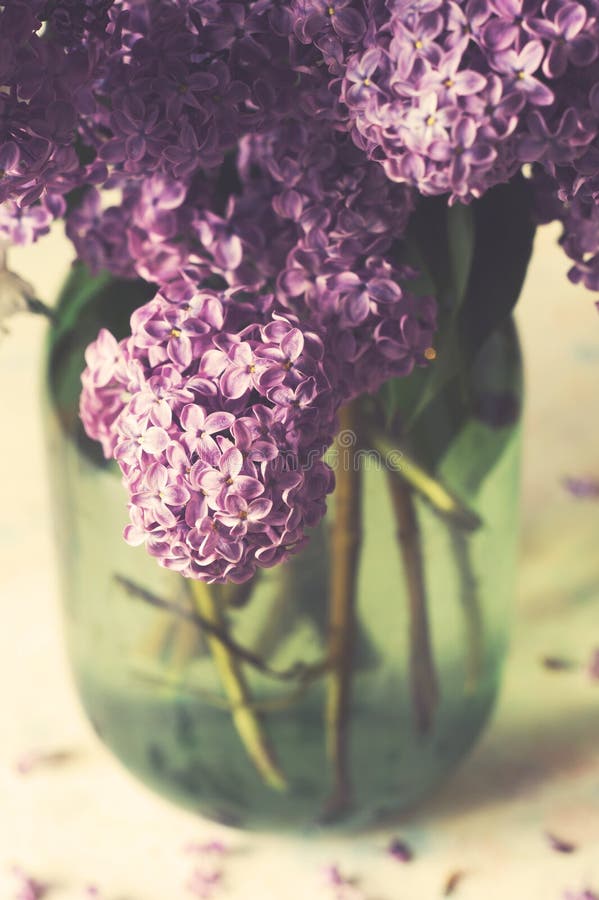 Flowering Branches of Lilac in a Glass Jar Stock Photo - Image of ...