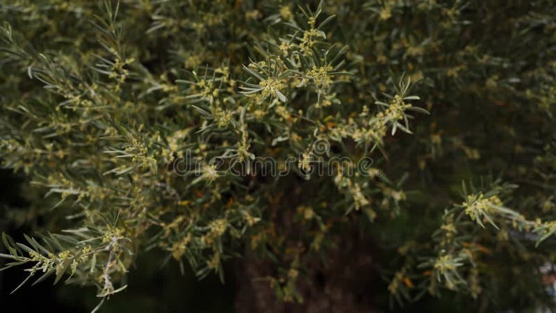 Flowering Branches of an Olive Tree Sway Slightly in the Wind Stock ...