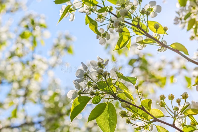 Flowering Branches of Pear-tree in a Spring Garden, Backlight Stock ...