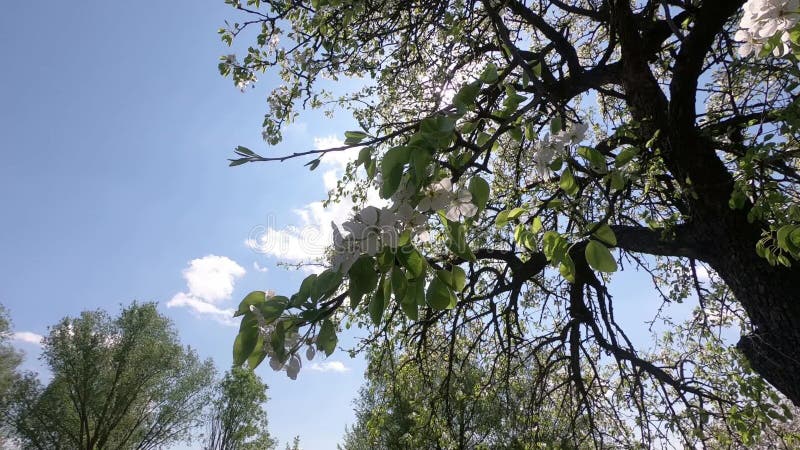 The Flowering Branches of the Tree Sway in the Wind Stock Video - Video ...