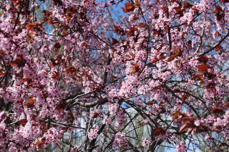 Flowering Branches of Purple-leafed Plum Tree Stock Image - Image of ...