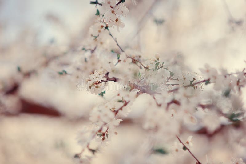 Flowering branches stock image. Image of macro, nature - 30969867