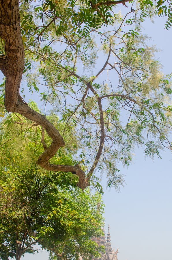 Flowering Branches of a Tree Against the Background of a Blue Sky Stock ...