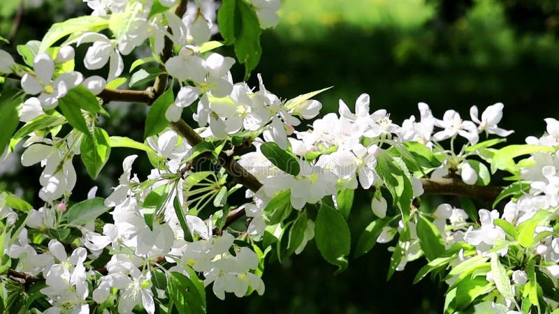 The Flowering Branches of the Tree Sway in the Wind Stock Footage ...