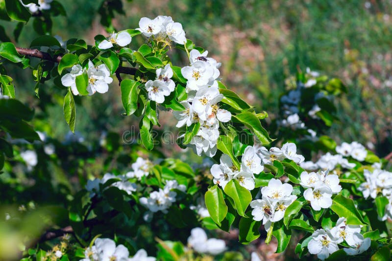Flowering Branches of the Wild Pear . Stock Image - Image of beauty ...