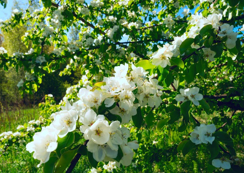 Flowering Branches of the Wild Pear on a Bright Sunny Day. Stock Image ...