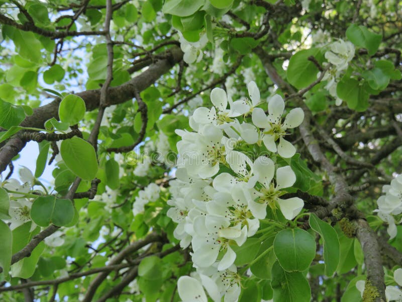 Flowering Branches of Wild Pear Close Up Stock Image - Image of nature ...