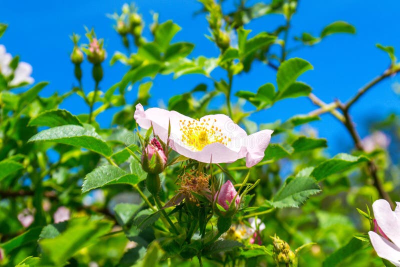 Flowering briar stock photo. Image of rose, plant, dogrose - 93161456