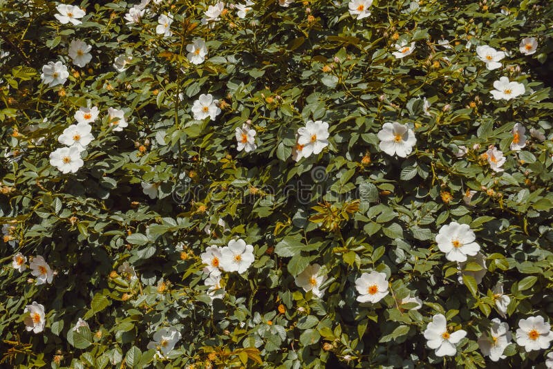 Flowering briar stock photo. Image of natural, color - 154505306