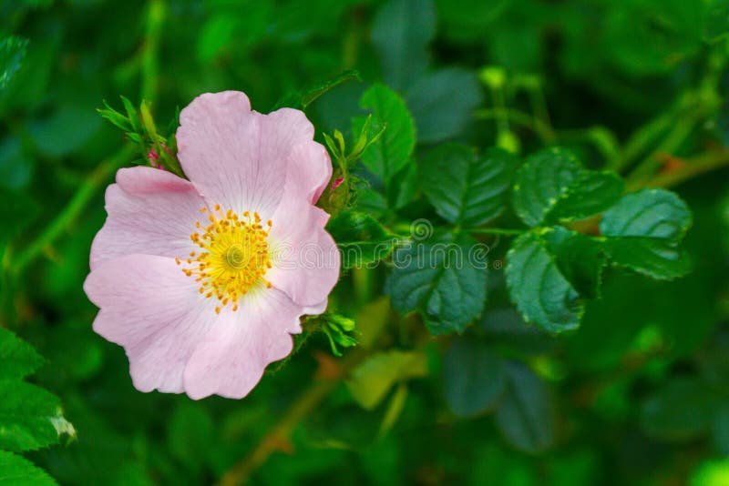 Flowering briar stock image. Image of green, natural - 154505471