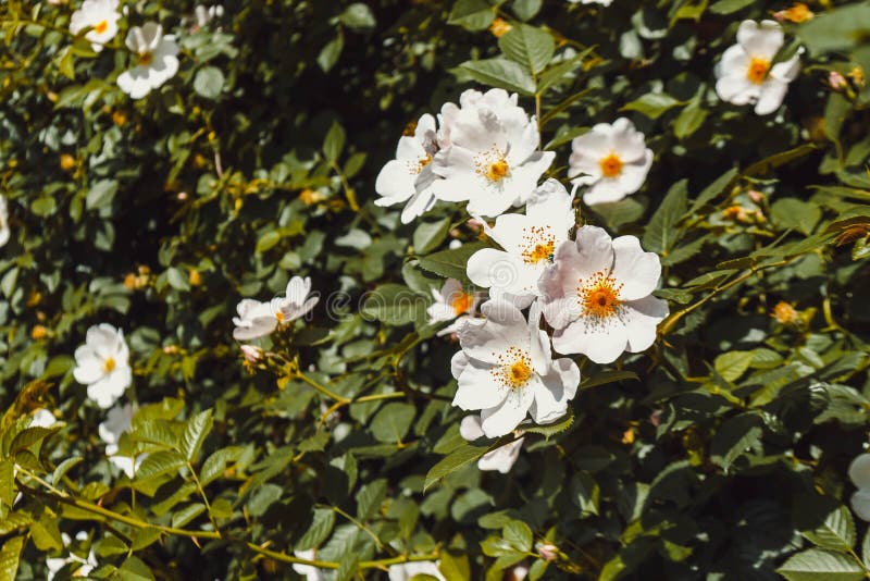 Flowering briar 2 stock image. Image of plant, bush - 154505501