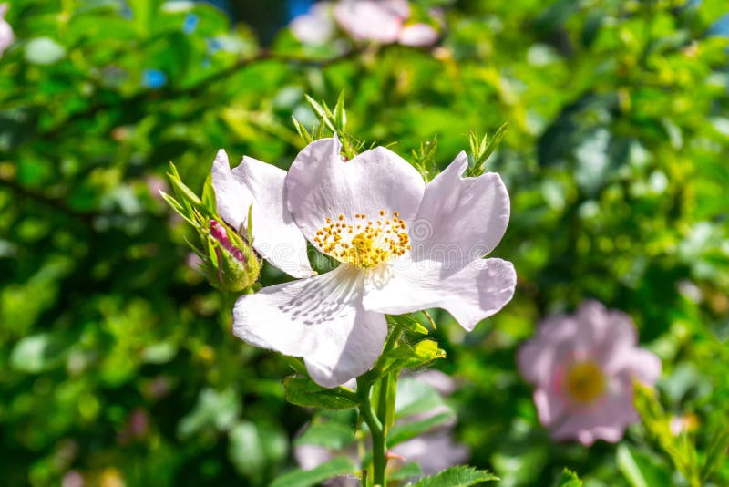 Flowering briar stock photo. Image of season, color - 154505552