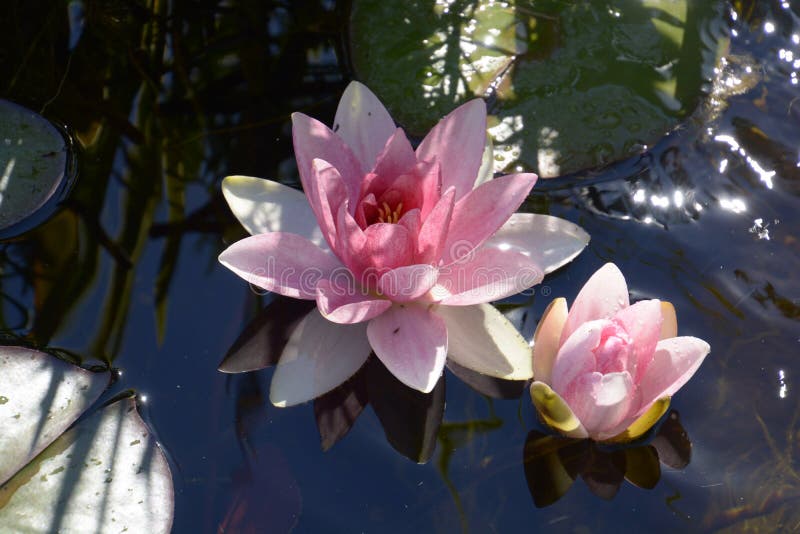 Flowering Bright-pink Nymphaea in Summer Sun Stock Image - Image of ...