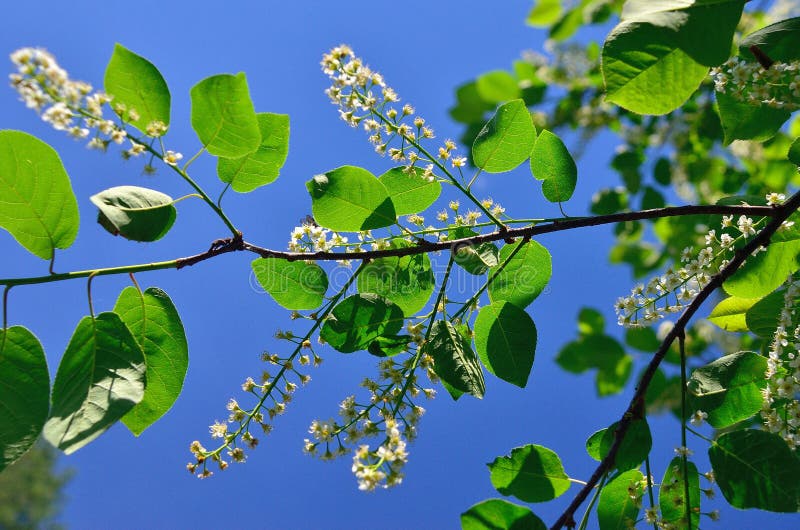 Flowering brunch stock image. Image of green, season - 100790313