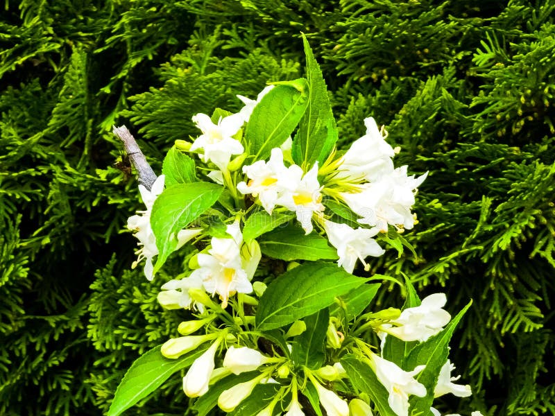 Flowering Brunch of Weigela in Late Spring Stock Photo - Image of ...
