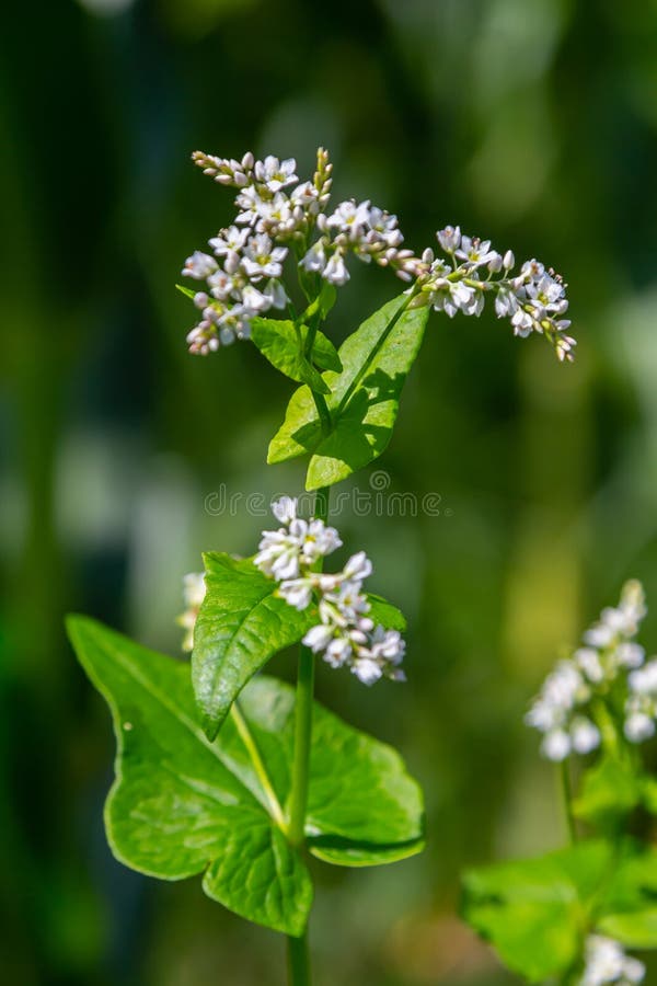 Flowering Buckwheat Field. Buckwheat Growing on the Field Stock Photo ...