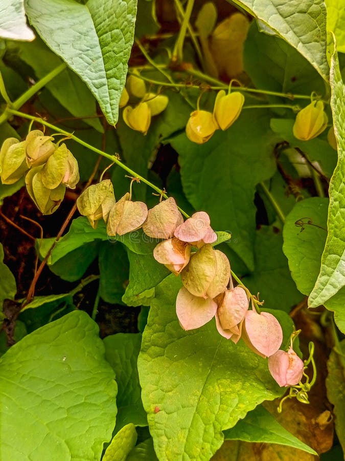 Flowering Bud of Mexican Creeper Stock Photo - Image of nectar, coral ...