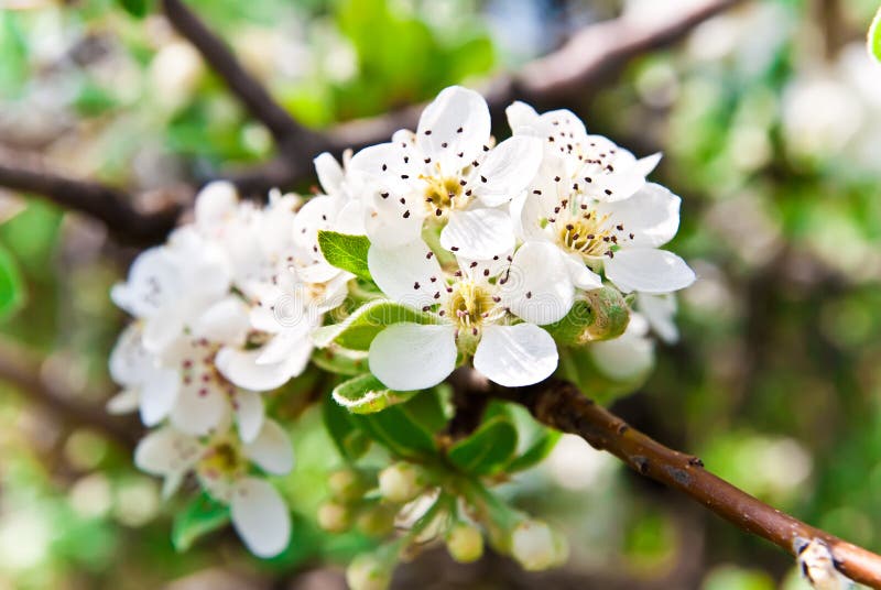 Flowering buds stock image. Image of blooming, tree, spring - 26821907