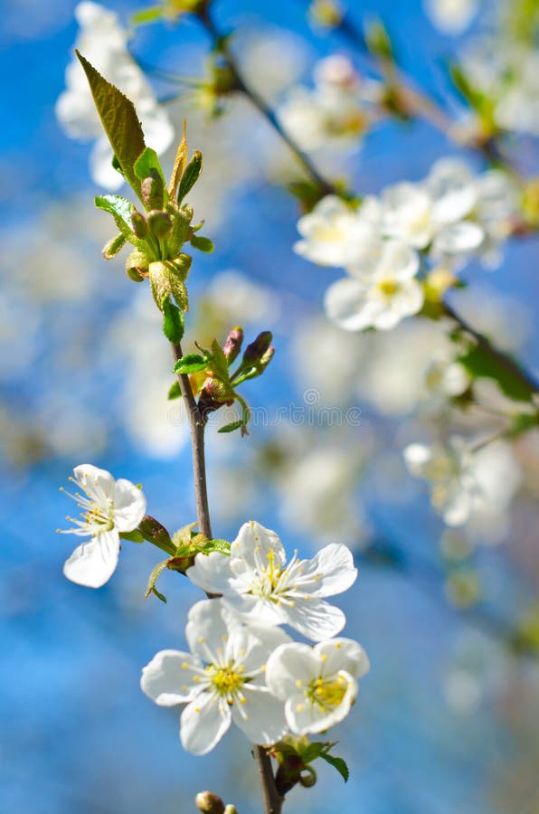 Flowering buds stock photo. Image of spring, floral, nature - 41127156