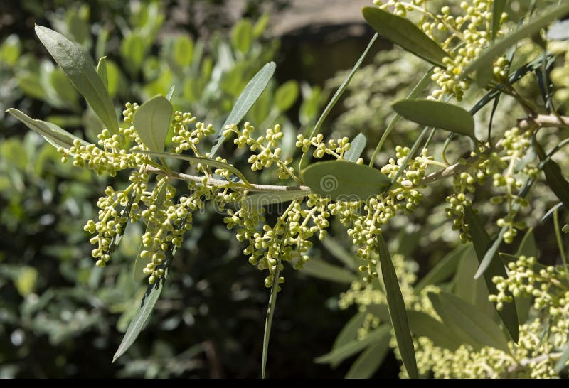 The Flowering Buds of the Olive Tree Stock Image - Image of ligurian ...
