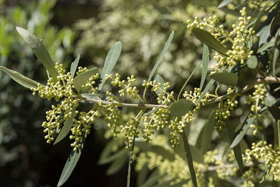 The Flowering Buds of the Olive Tree Stock Image - Image of plant ...