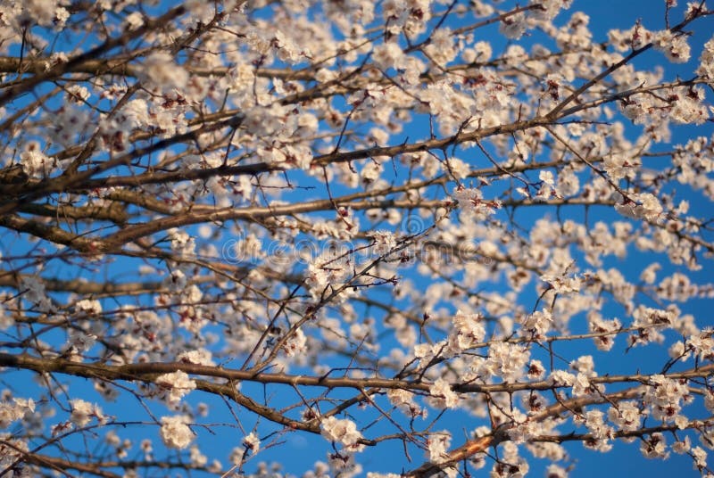 Flowering buds on the tree stock photo. Image of beauty - 14200864
