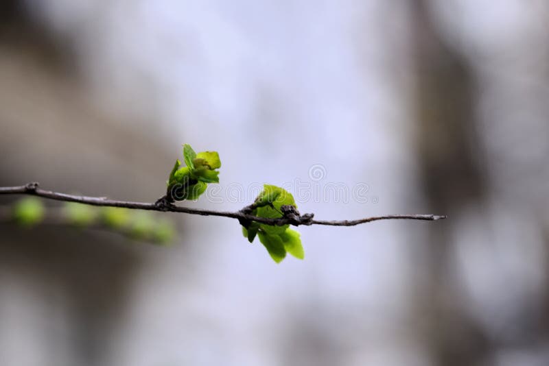 Flowering Buds on a Tree Branch Stock Photo - Image of environment ...