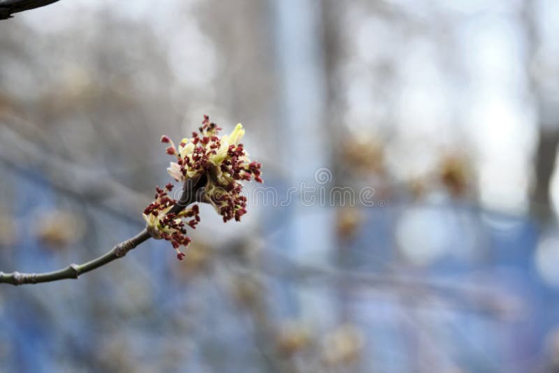 Flowering Buds on a Tree Branch Stock Photo - Image of elegance, flower ...