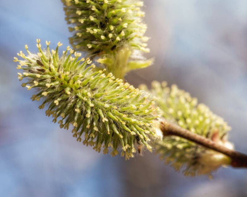 The Flowering Buds of the Willow Stock Image - Image of spring, botany ...