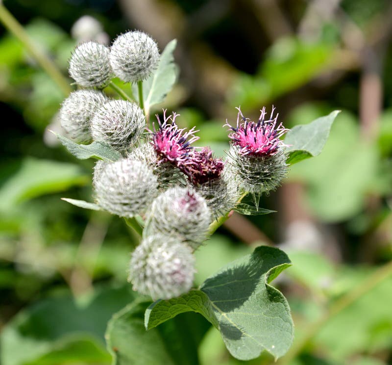 Flowering Bulb, Large Bladder Arctium Lappa L Stock Image - Image of ...