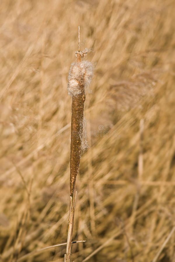 Flowering Bulrush Reed in the Marsh Stock Photo - Image of wildlife ...