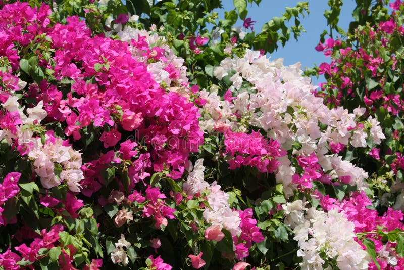 Flowering bush stock image. Image of bush, green, flowers - 18057735