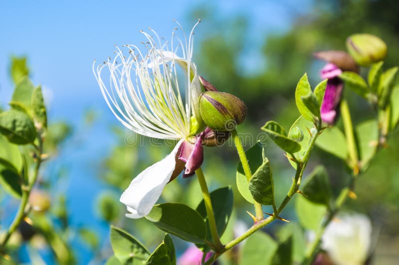 Caper plant in bloom stock photo. Image of capparaceae - 16762882
