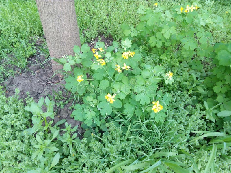 Flowering Bush Celandine among Green Grass Stock Image - Image of ...