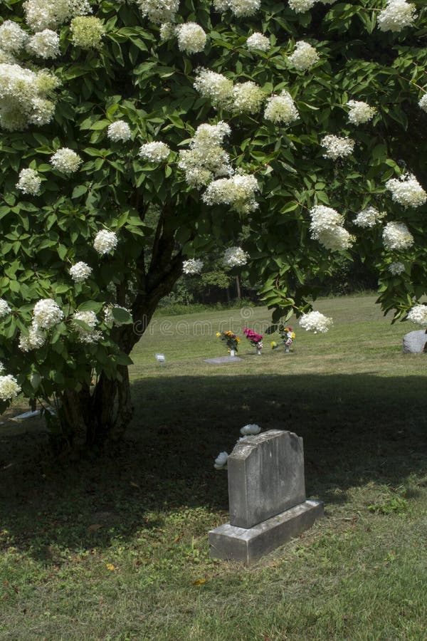 Cemetery with Flowering Tree Stock Photo - Image of blossoms, decorated ...