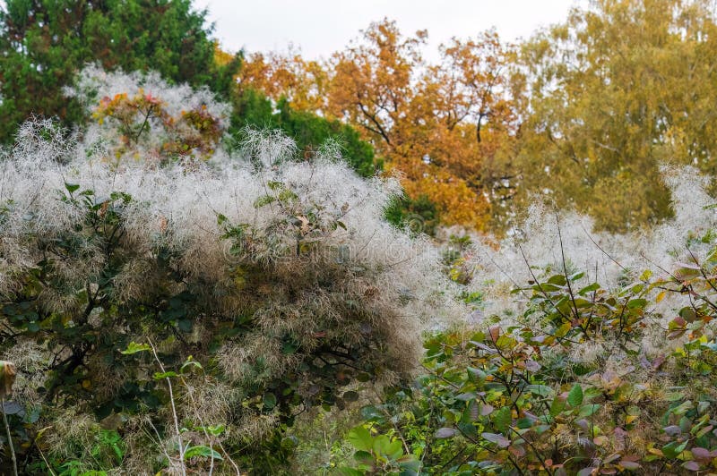 Flowering Bush Cotinus Coggygria Also Called Smoketree Stock Photo ...