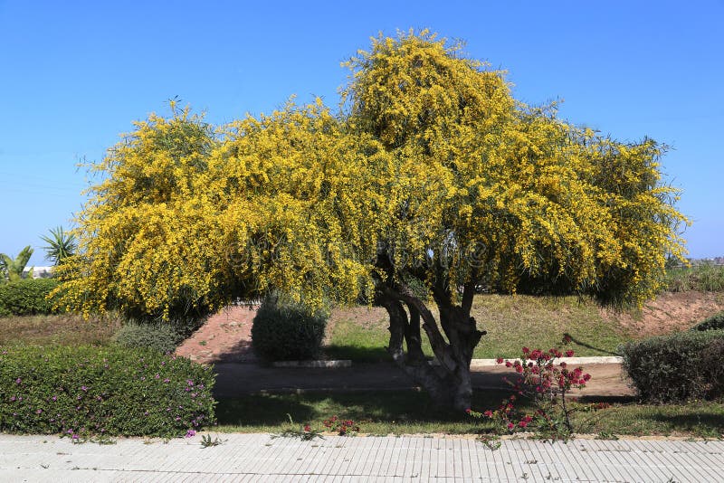 Flowering bush mimosa stock photo. Image of flora, flowering - 150462860