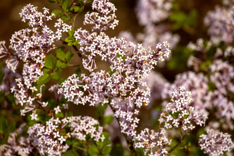 Flowering Bush of Miniature Lilac Top View Stock Image - Image of ...