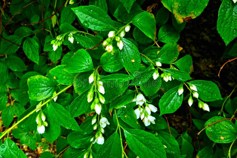 A Flowering Bush in the Park after the Rain. Drops of Water on the ...