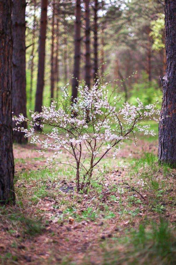 Flowering Bush of Pine Forest Stock Photo - Image of light, spring ...
