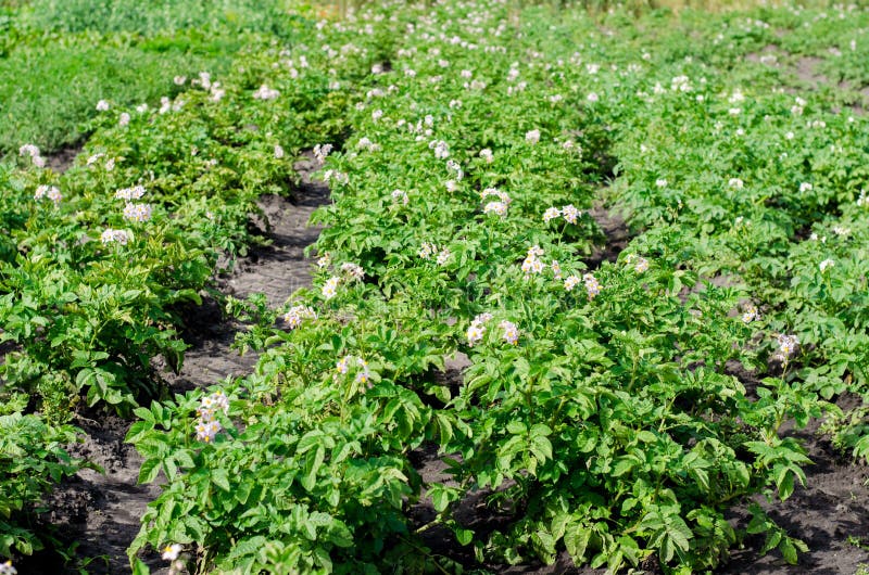 Flowering bush potatoes stock image. Image of industry - 73323249