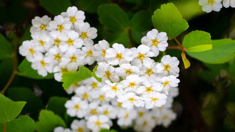 Flowering Bush in the Spring Garden, White Spring Flowers Stock Image ...